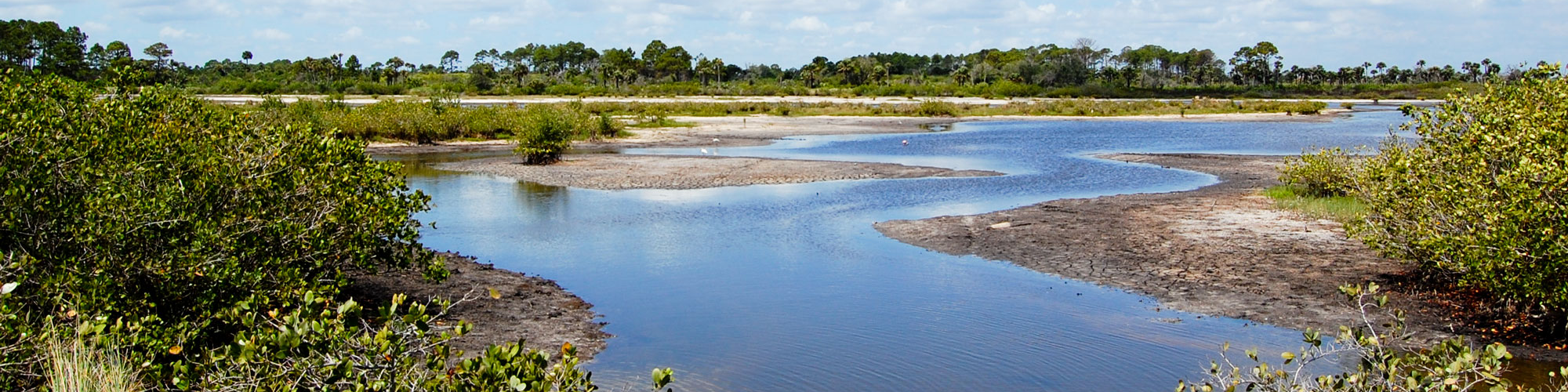 What is an Estuary? • Marine Discovery Center