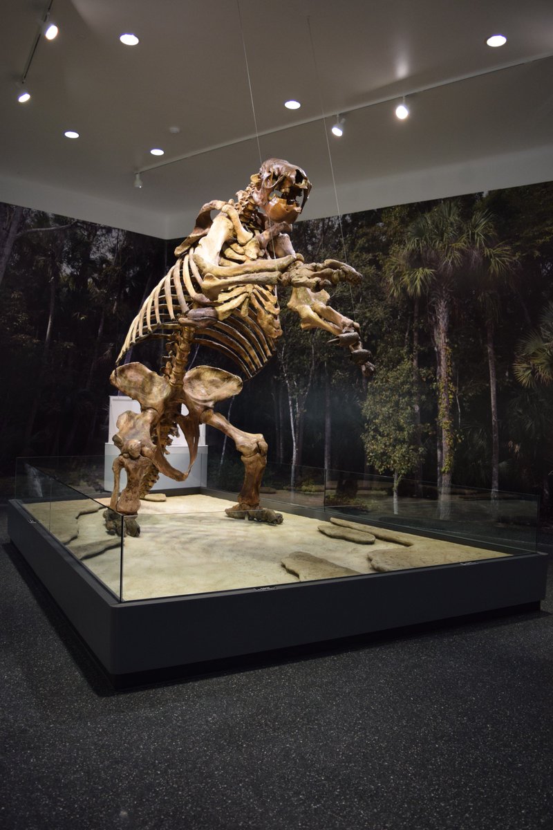 Giant Ground Sloth Is Focus of July Public Lecture at MDC • Marine ...
